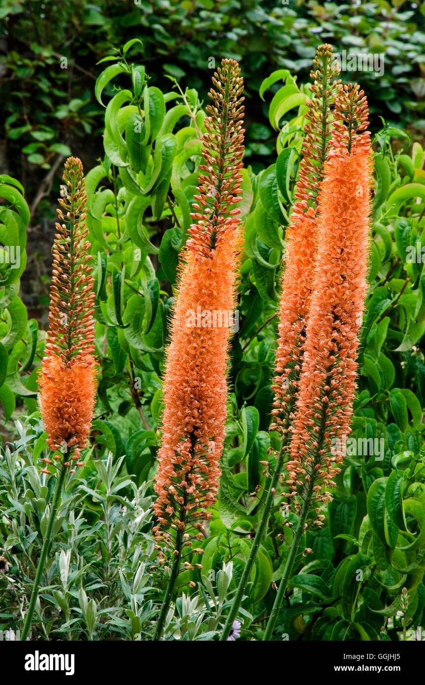 Eremurus x isabellinus 'Cleopatra' MIW253225 Stock Photo - Alamy