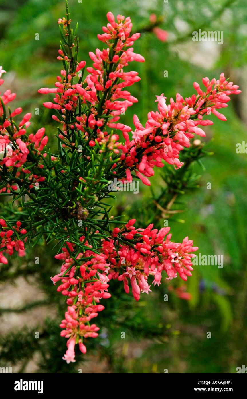 Colletia hystrix MIW253249 Stock Photo - Alamy