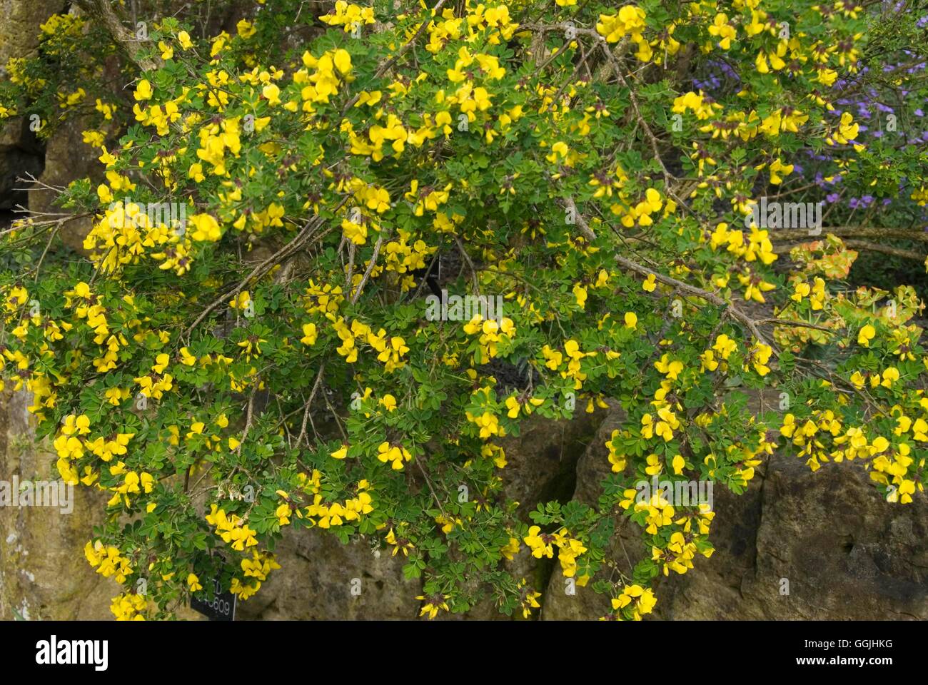 Hippocrepis emerus subsp yellow alpine 253256 253256 hi-res stock ...