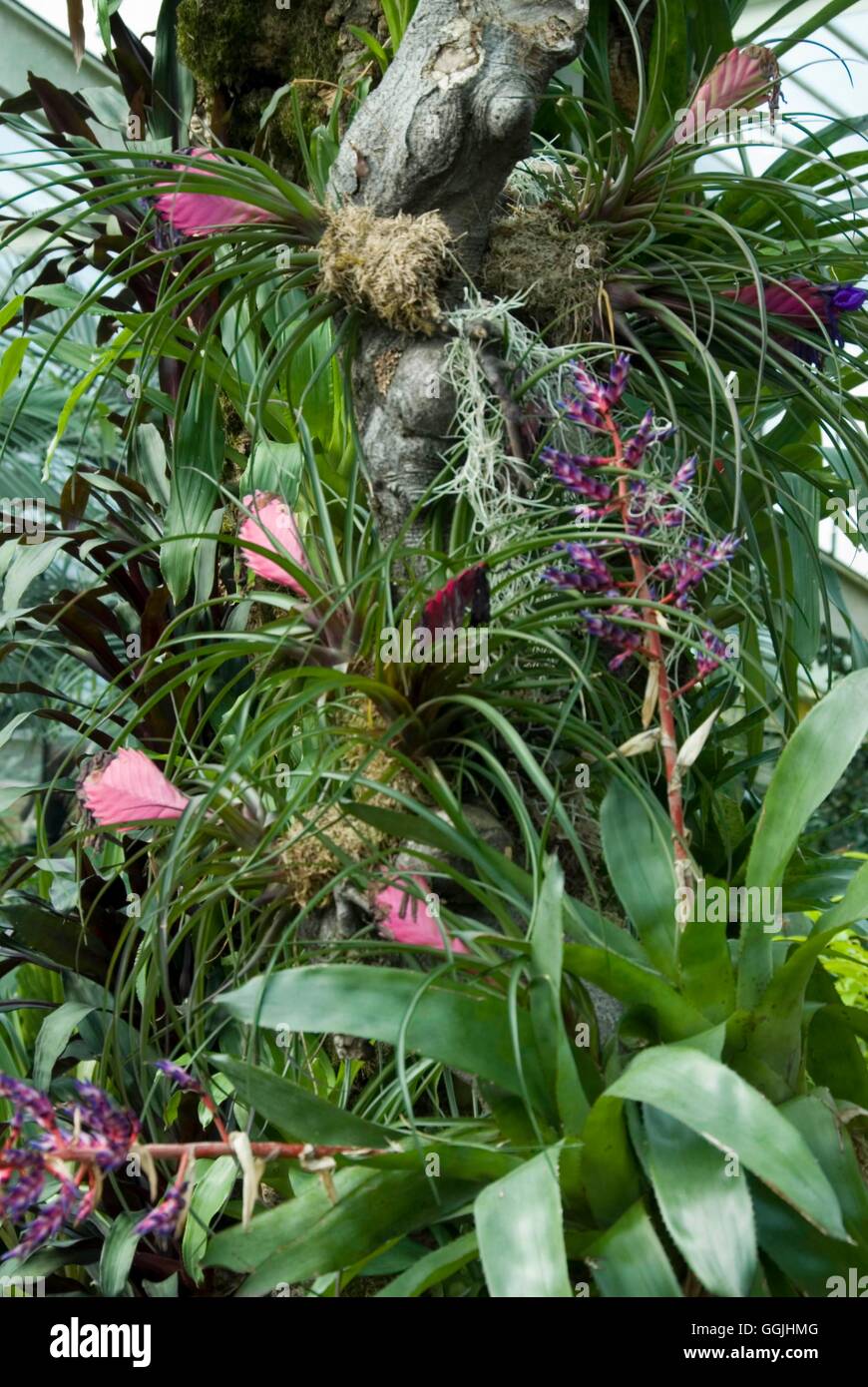 Bromeliad tree hi-res stock photography and images - Alamy