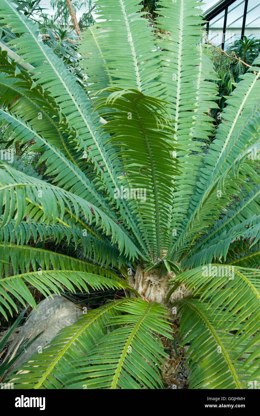Dioon High Resolution Stock Photography and Images - Alamy