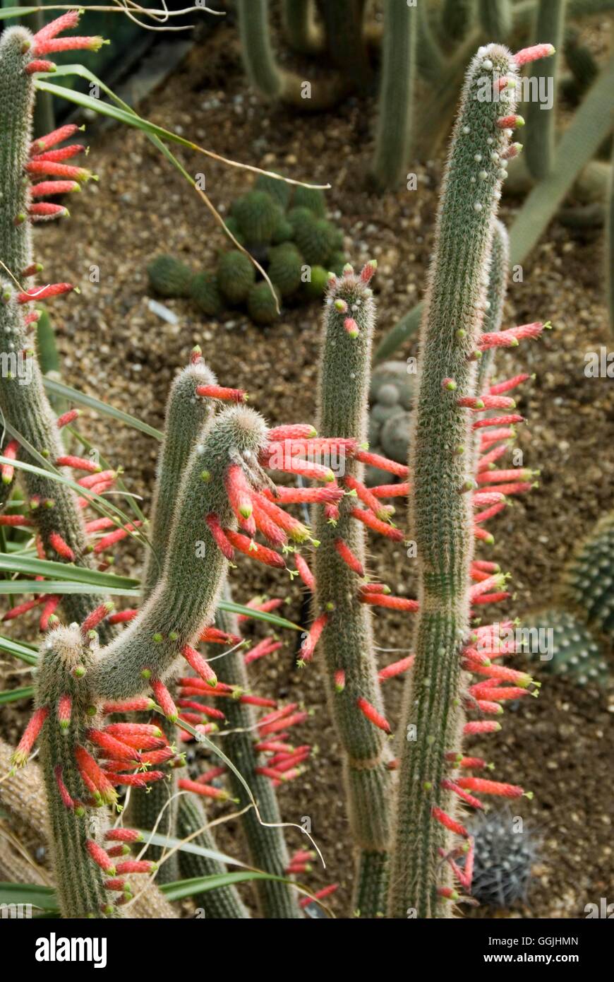 Cleistocactus hi-res stock photography and images - Alamy