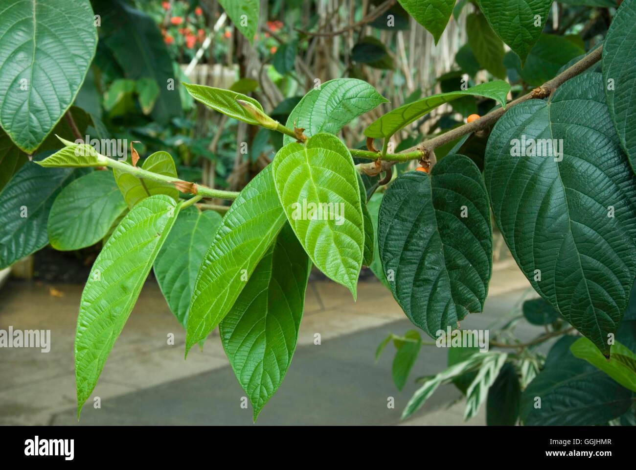 Ficus villosa hi-res stock photography and images - Alamy