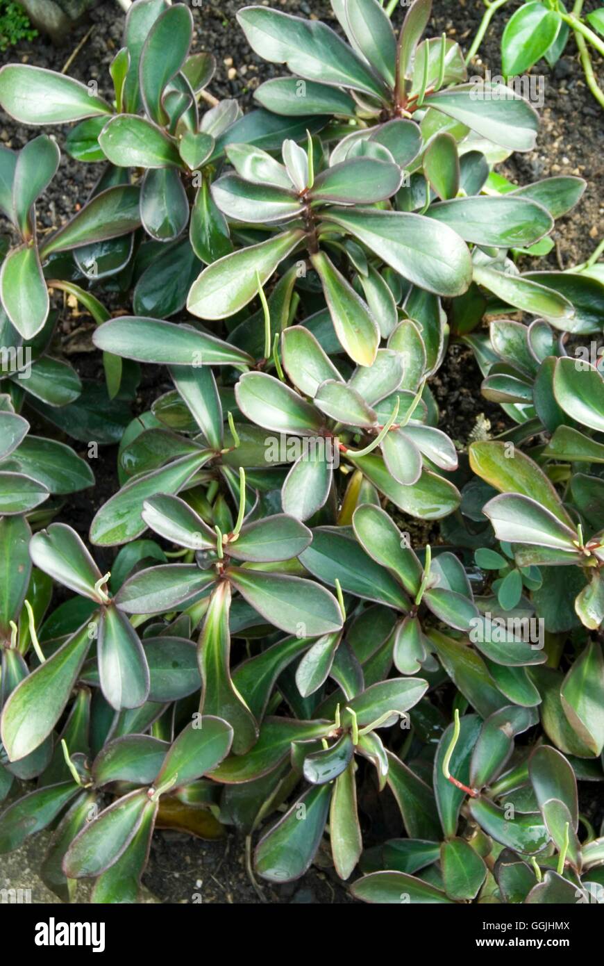 Peperomia clusiifolia MIW253286 Stock Photo - Alamy