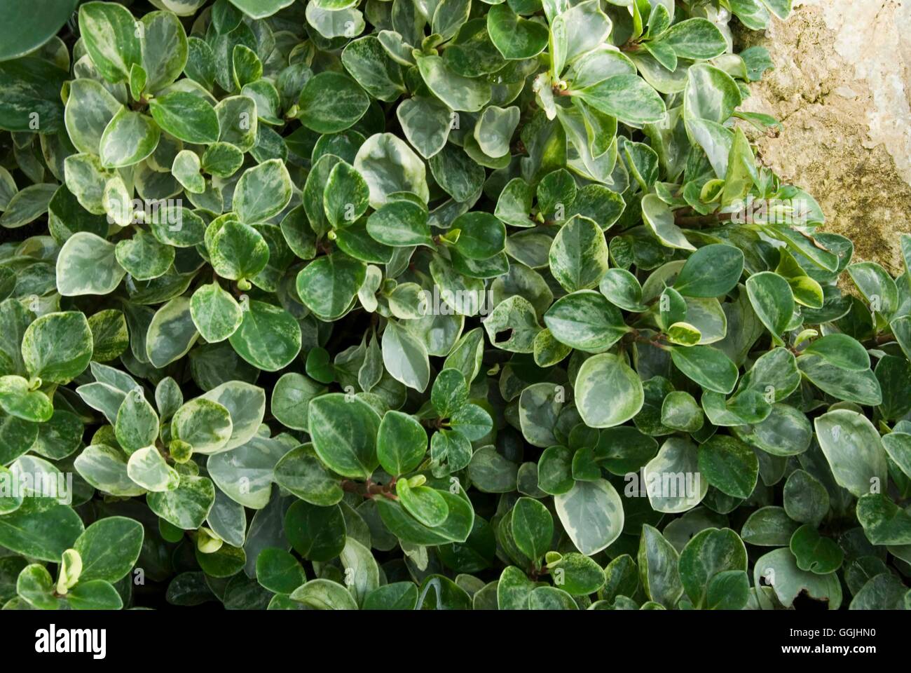 Peperomia hi-res stock photography and images - Alamy