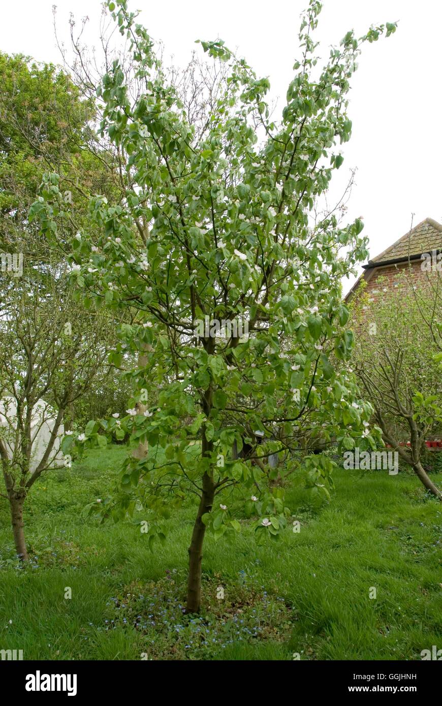Cydonia oblonga 'Vranja'- - Quince MIW253303 Stock Photo - Alamy