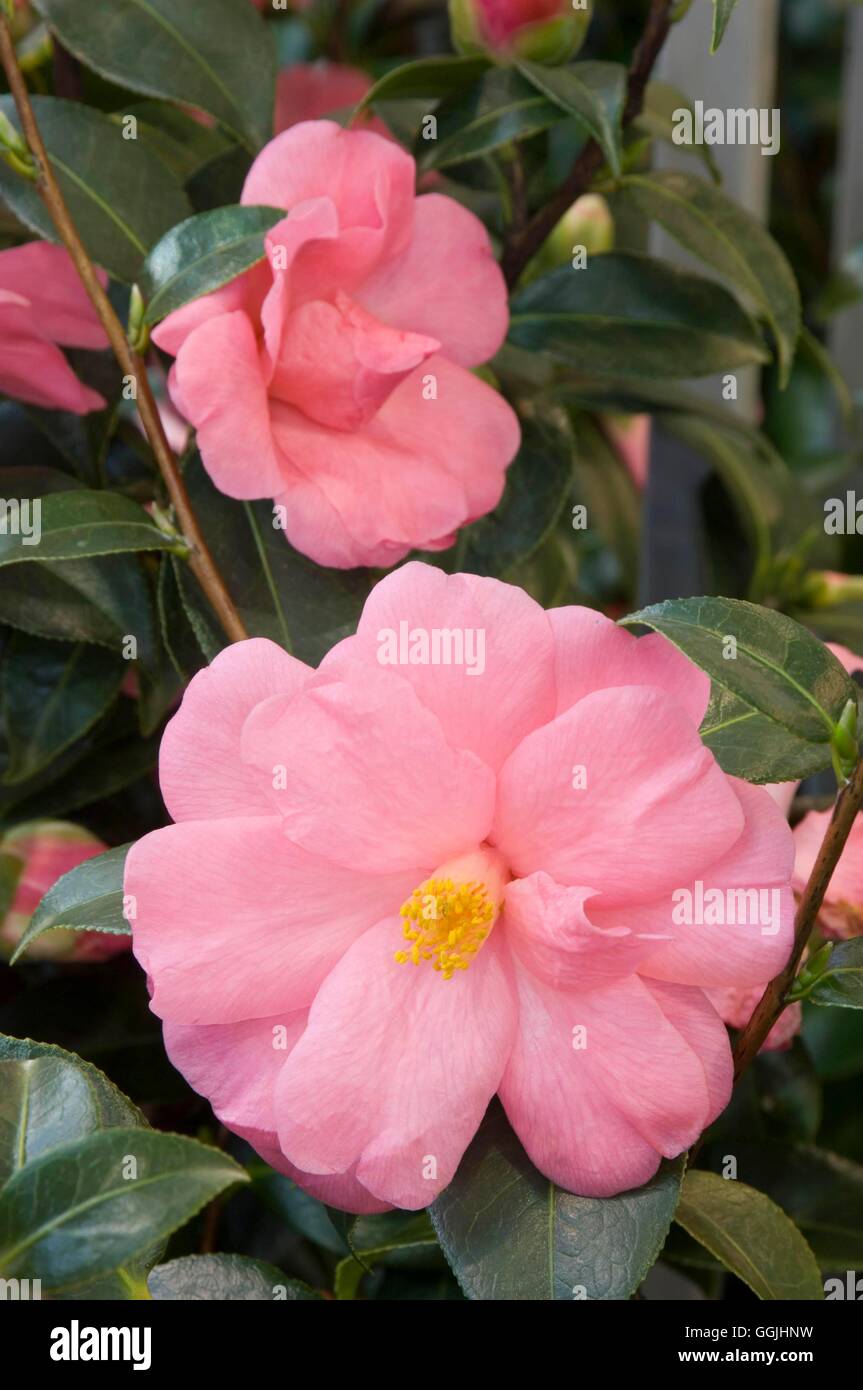 253311 hi-res stock photography and images - Alamy