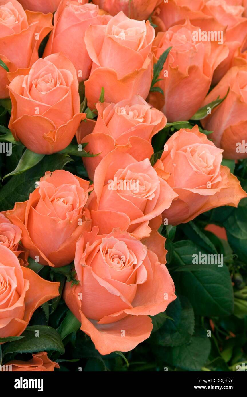Rosa 'Demetre Kordes' MIW253313 Stock Photo - Alamy