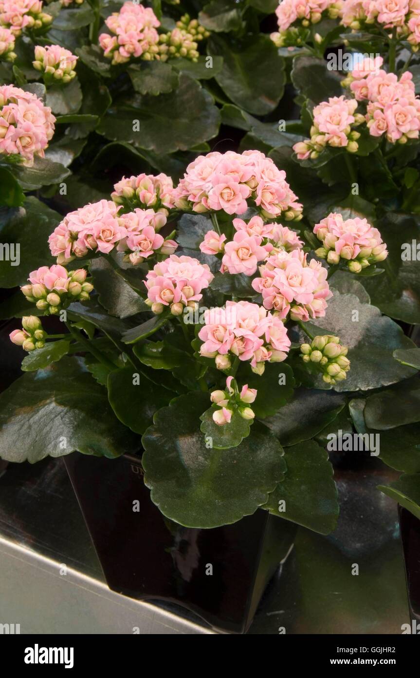 Kalanchoe hi-res stock photography and images - Alamy