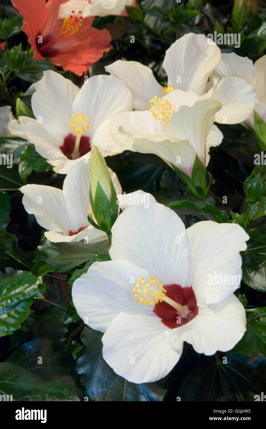 Hibiscus rosa-sinensis 'White Cairo' MIW253345 Stock Photo - Alamy