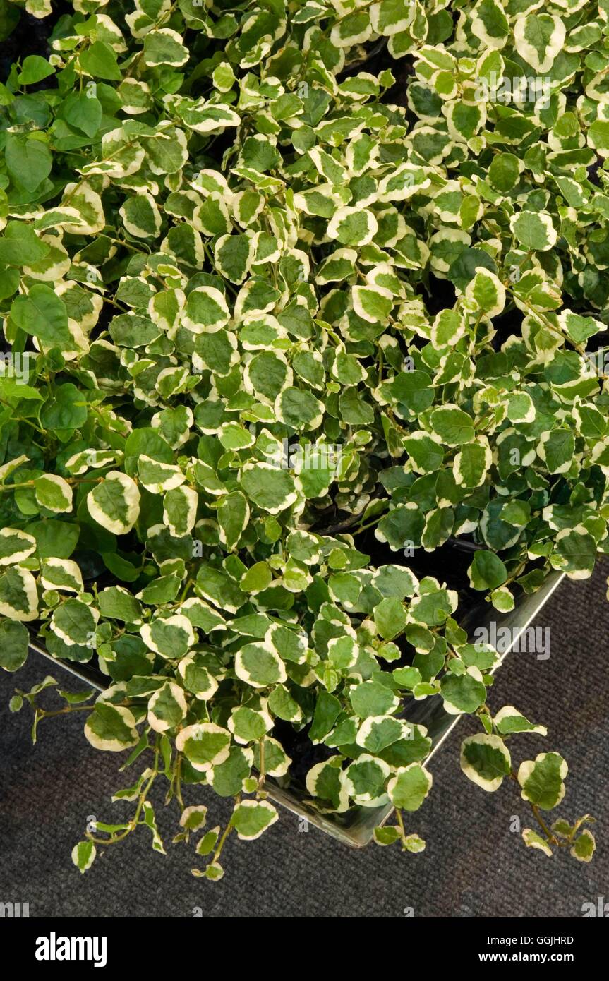 Ficus bellus pumila variegated houseplant 253351 253351 hi-res stock ...