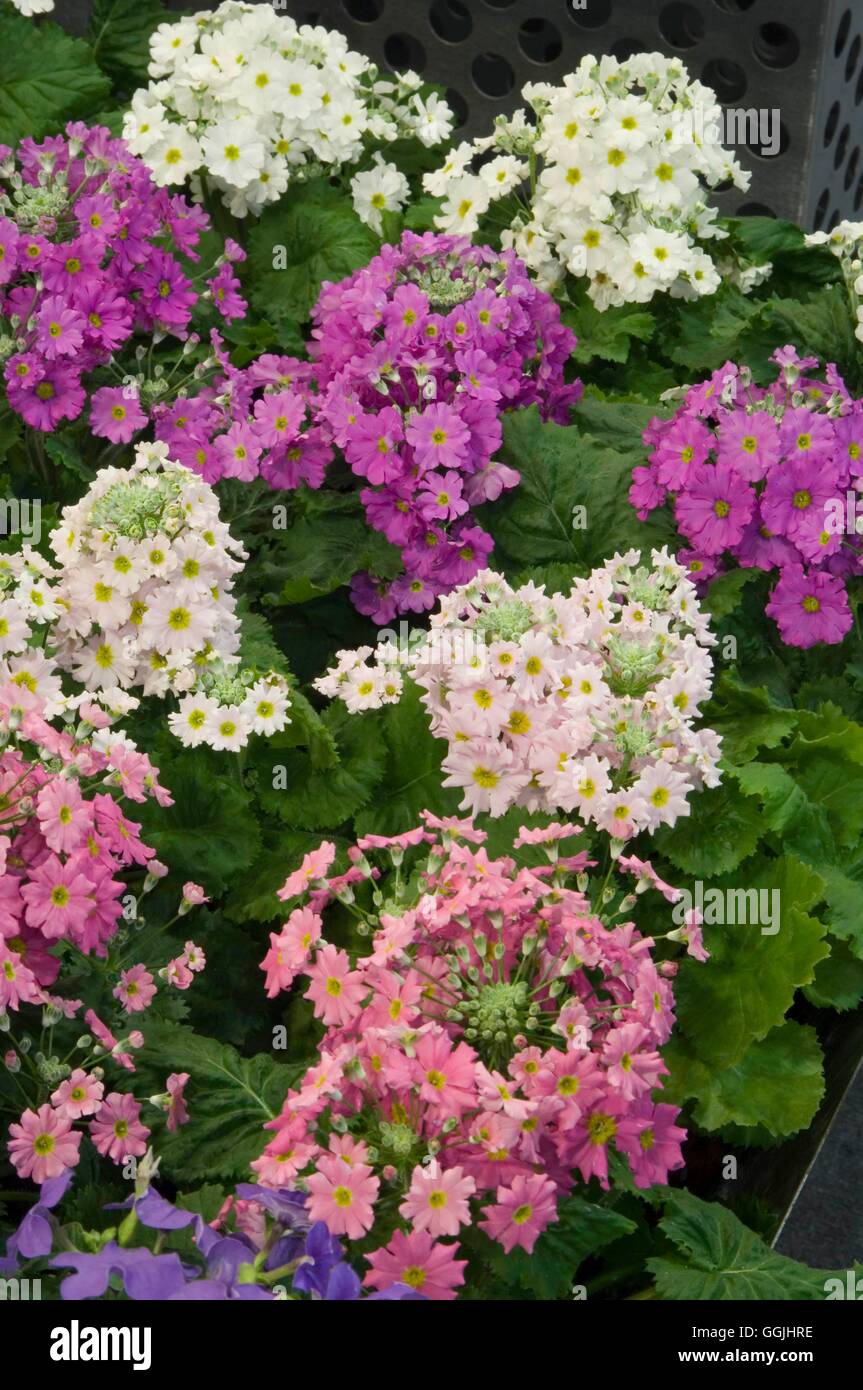 Primula malacoides hi-res stock photography and images - Alamy
