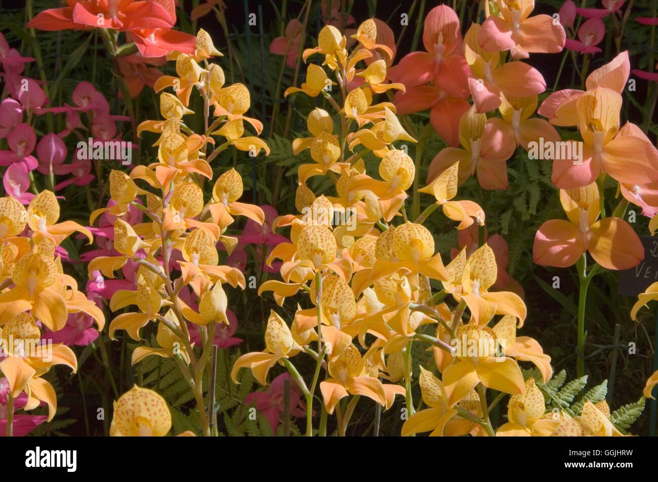 Disa kewensis MIW253362 Stock Photo - Alamy