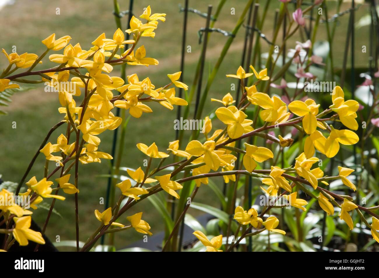 Disa orchid hi-res stock photography and images - Alamy