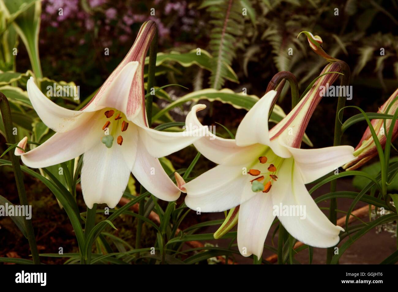 Lilium formosanum 'Pricei' MIW253370 Stock Photo - Alamy