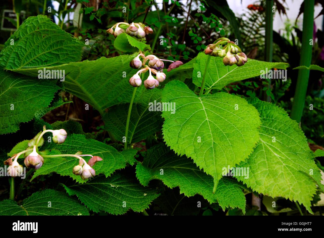 Deinanthe bifida MIW253371 Stock Photo - Alamy