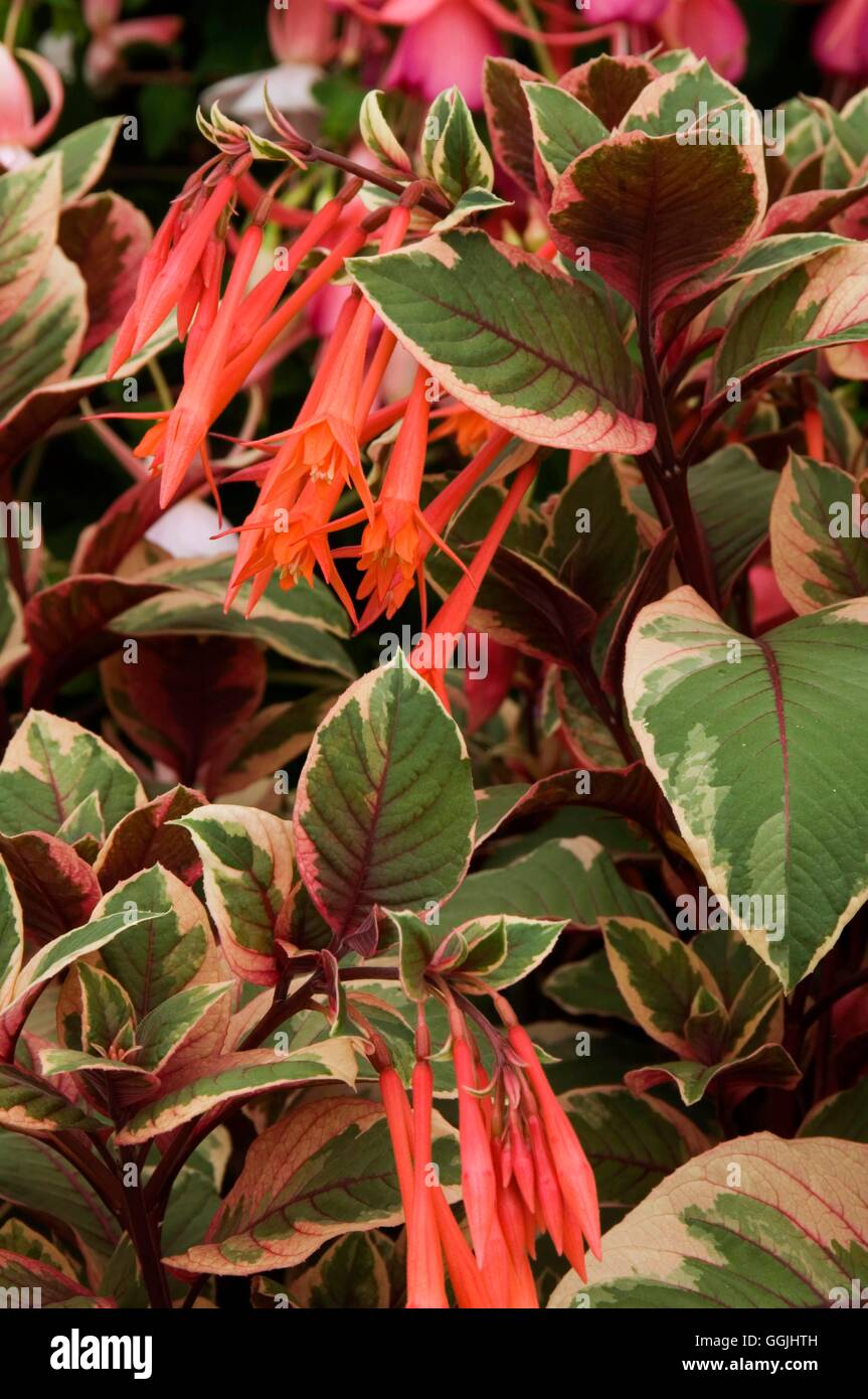 Firecracker fuchsia hi-res stock photography and images - Alamy