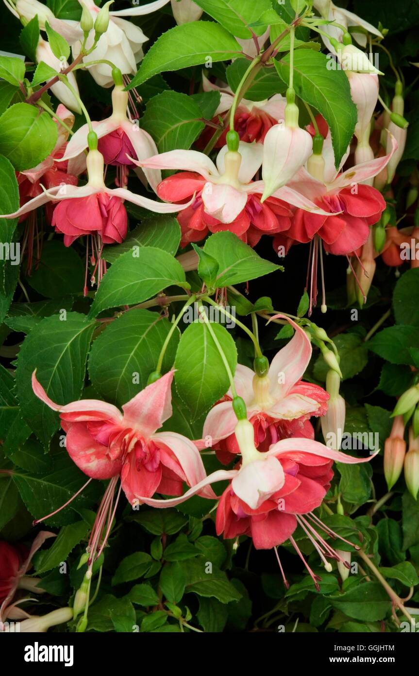 Douglas booth hi-res stock photography and images - Alamy