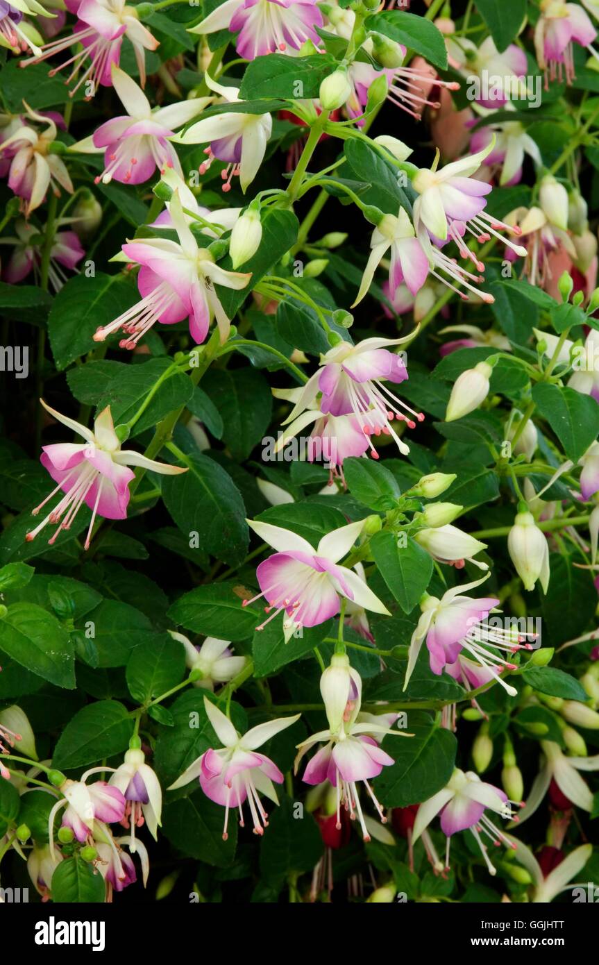 Thamar hi-res stock photography and images - Alamy