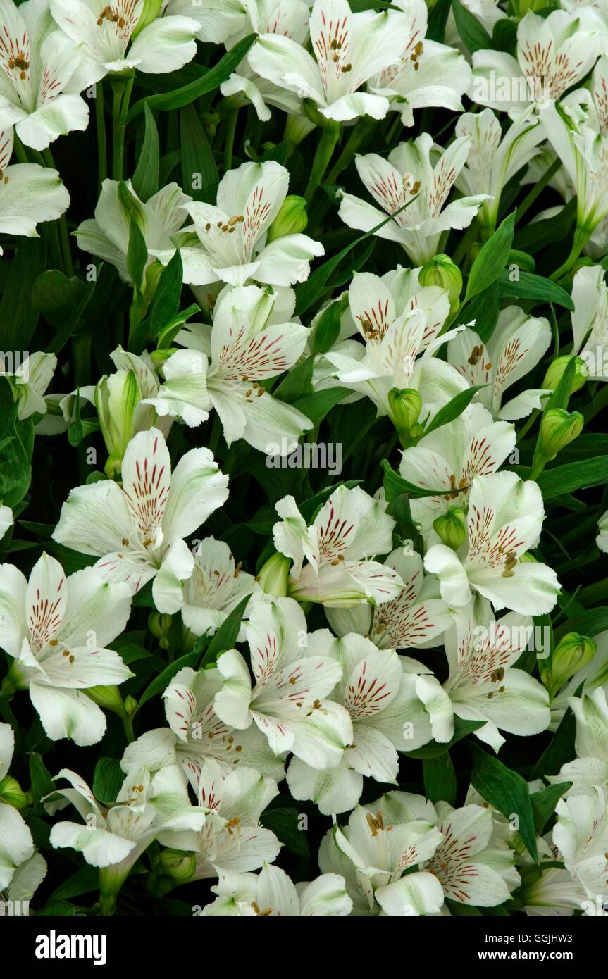 White alstromeria hi-res stock photography and images - Alamy