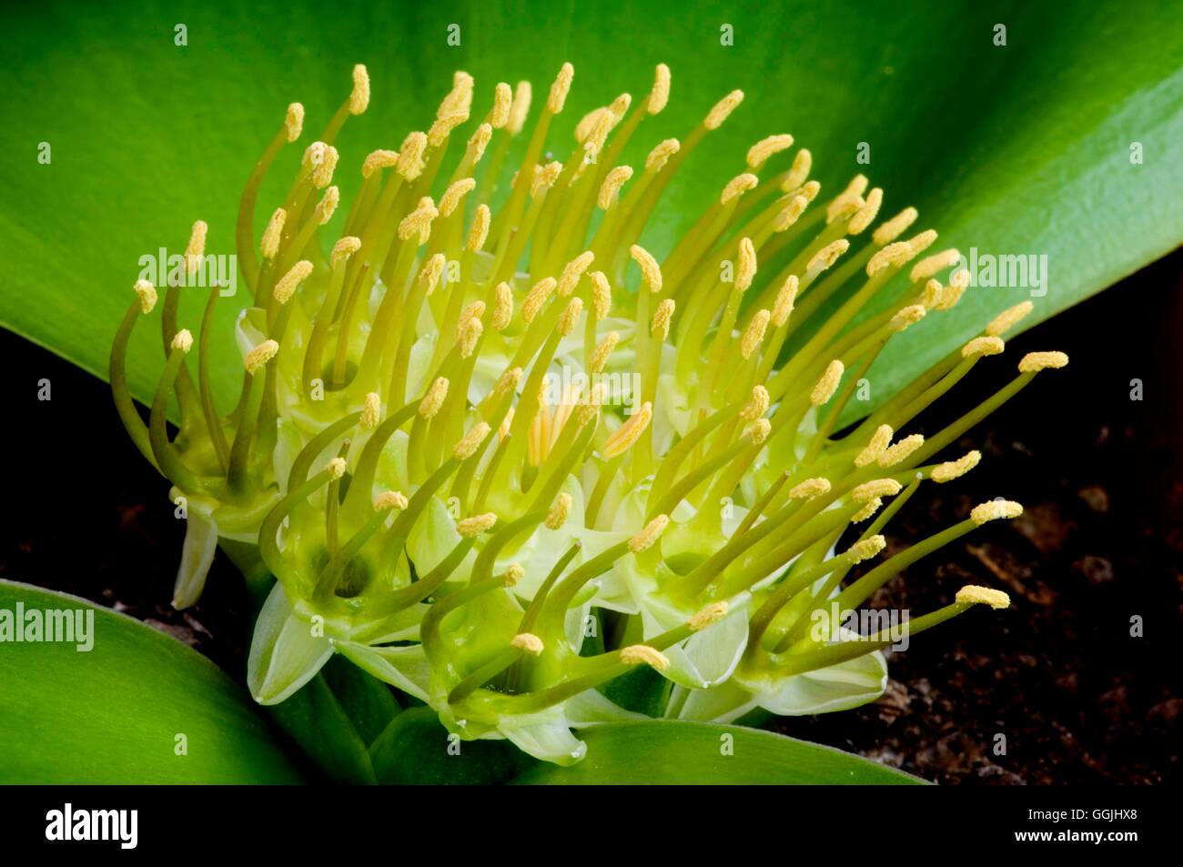 Massonia hi-res stock photography and images - Alamy