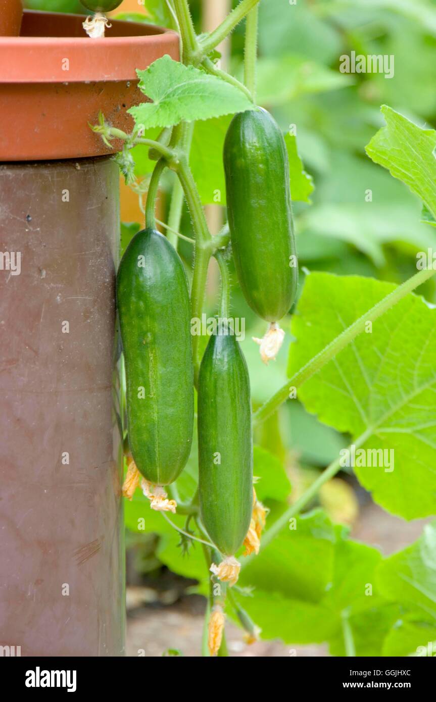 F1 cucumber hi-res stock photography and images - Alamy
