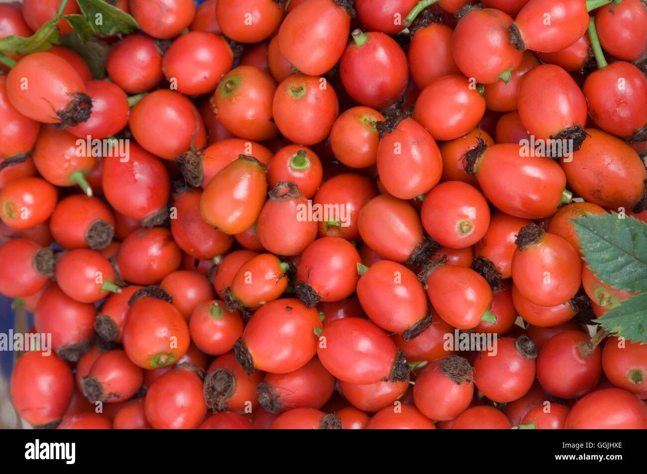 Hips- of Rosa canina- for Rose Hip Syrrup- - Dog Rose MIW253426 ...