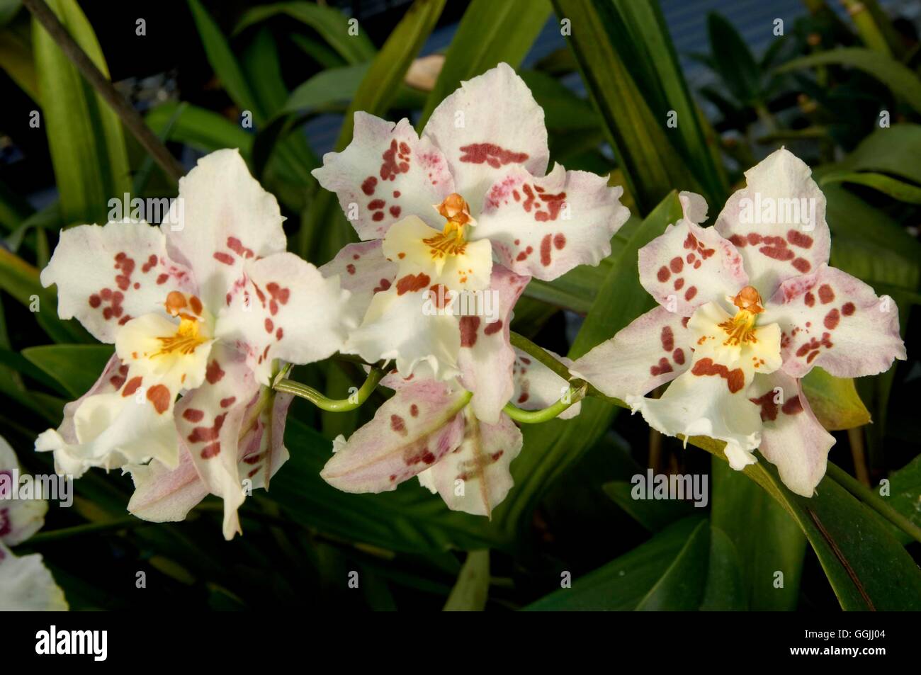 Orchid wilsonara hi-res stock photography and images - Alamy