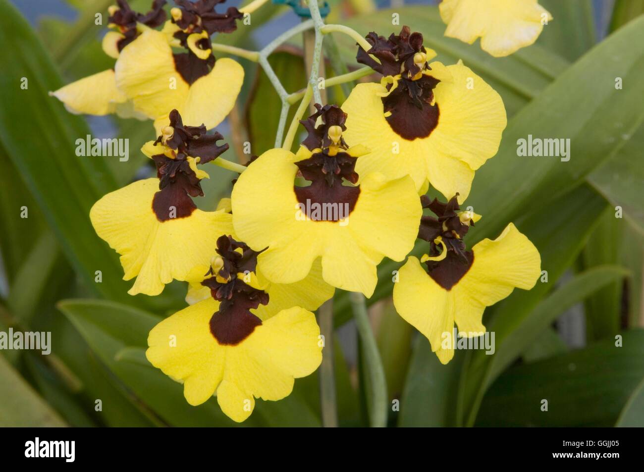 Orchid oncidium varicosum hi-res stock photography and images - Alamy