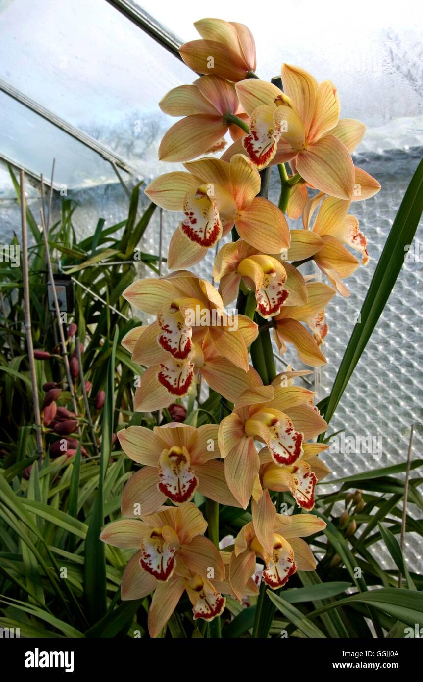 Cymbidium orchid hi-res stock photography and images - Alamy