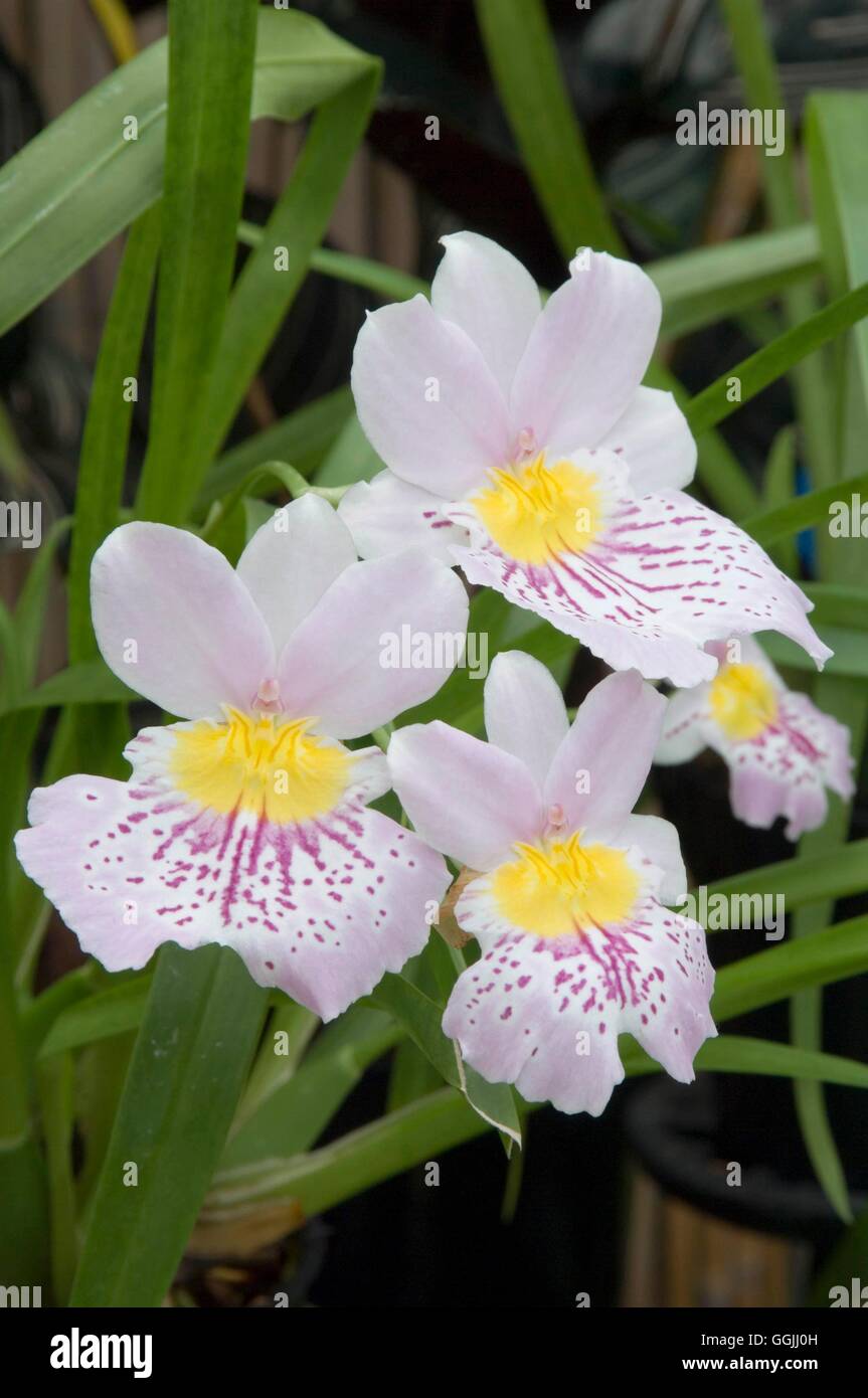 Miltonia 'Venus' MIW253472 Stock Photo - Alamy