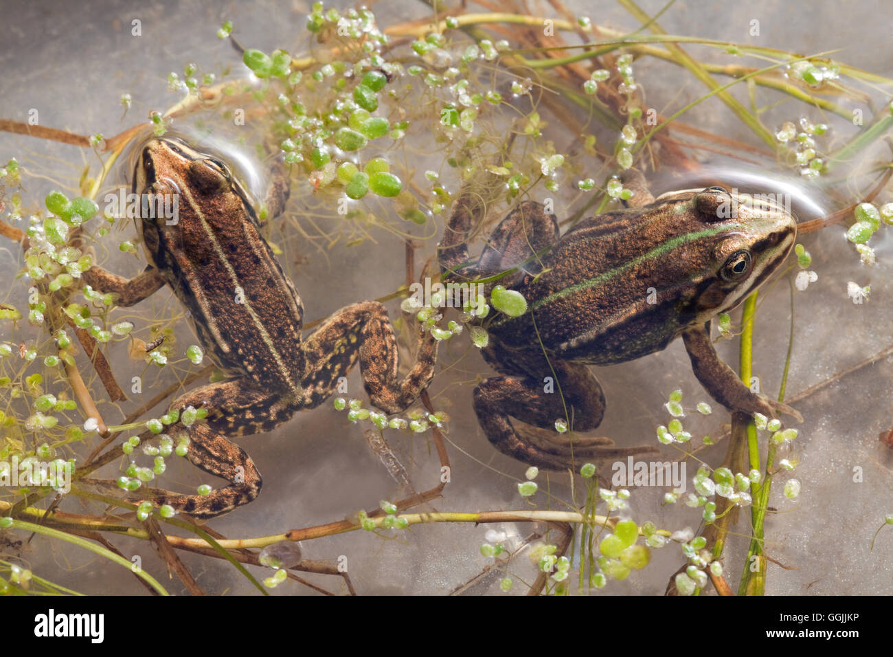 Pool Frog (Pelophylax lessonae Stock Photo - Alamy