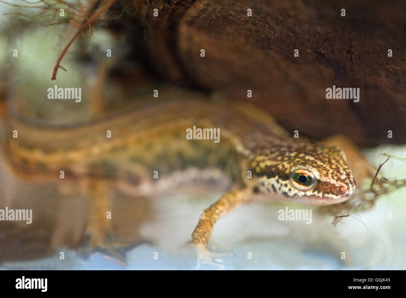 Leg of newt hi-res stock photography and images - Alamy