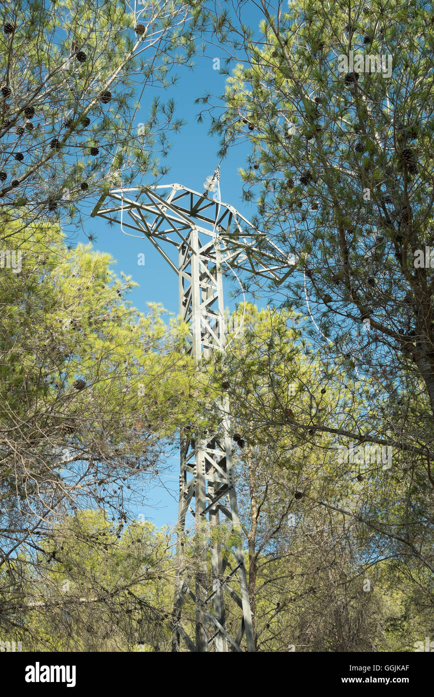 Power line running dangerously low through a pine forest Stock Photo ...