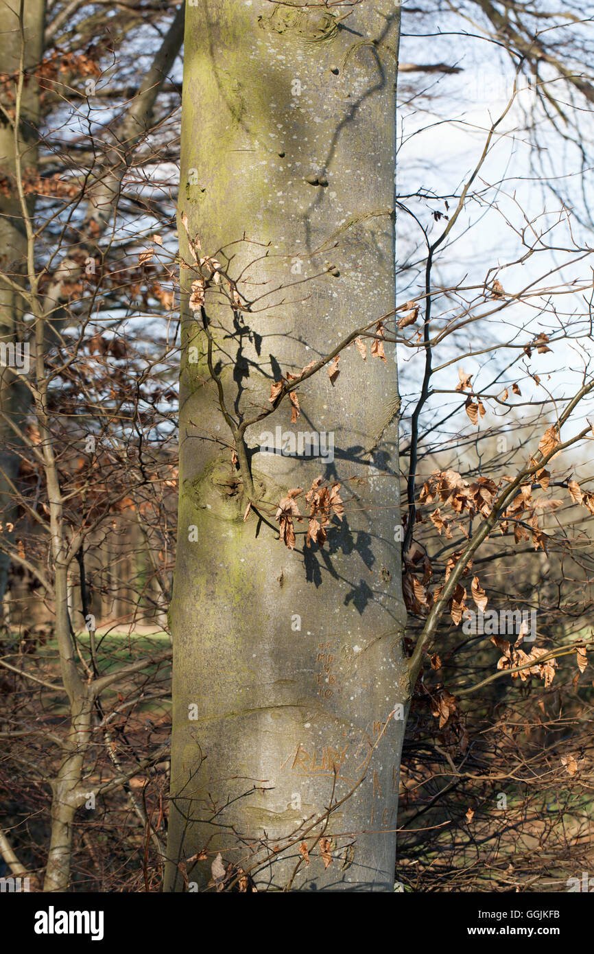 Common Beech Tree (Fagus sylvatica). Standing tree, showing smooth grey ...