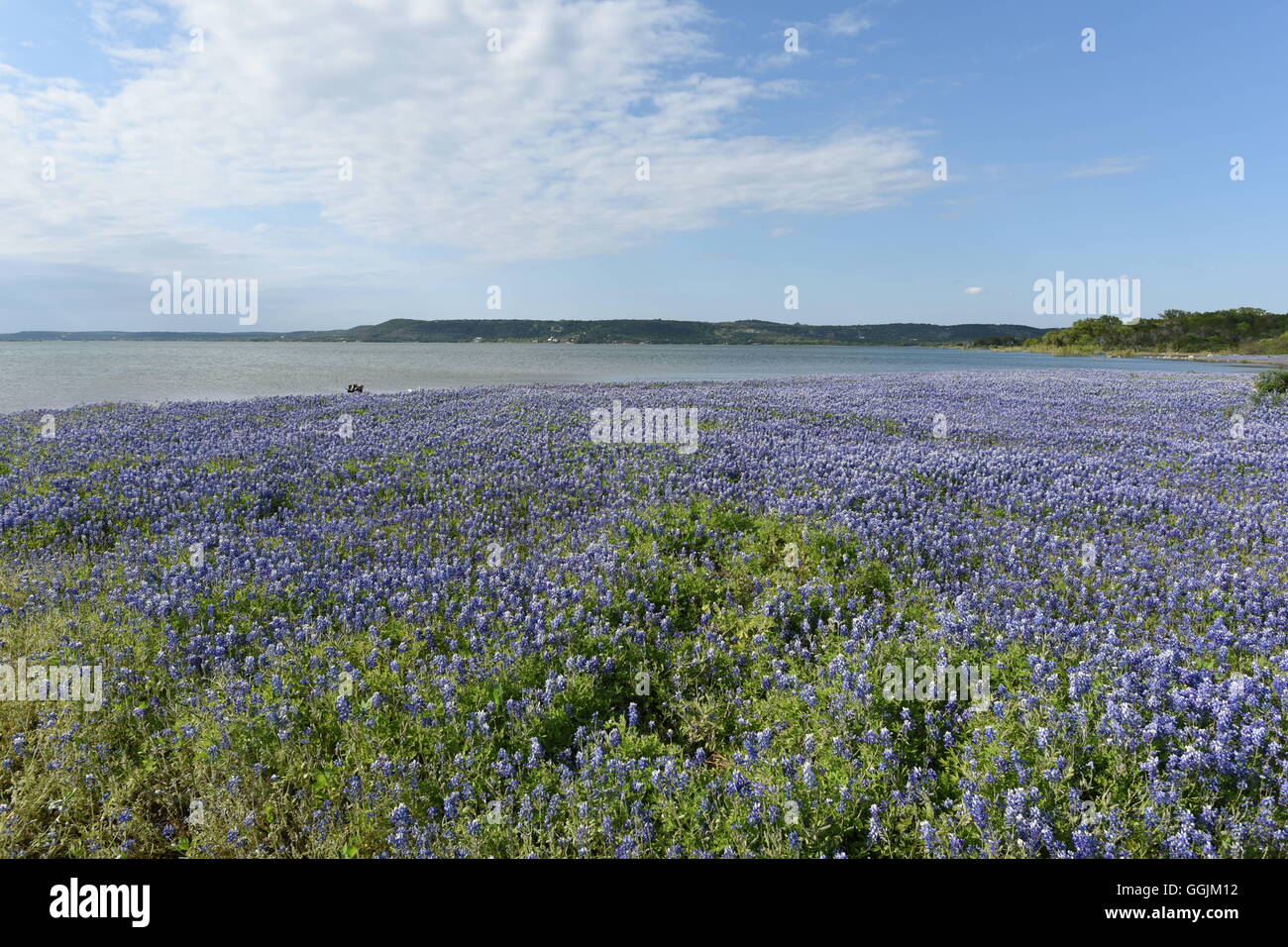 Bluebonnet lupine hi-res stock photography and images - Alamy