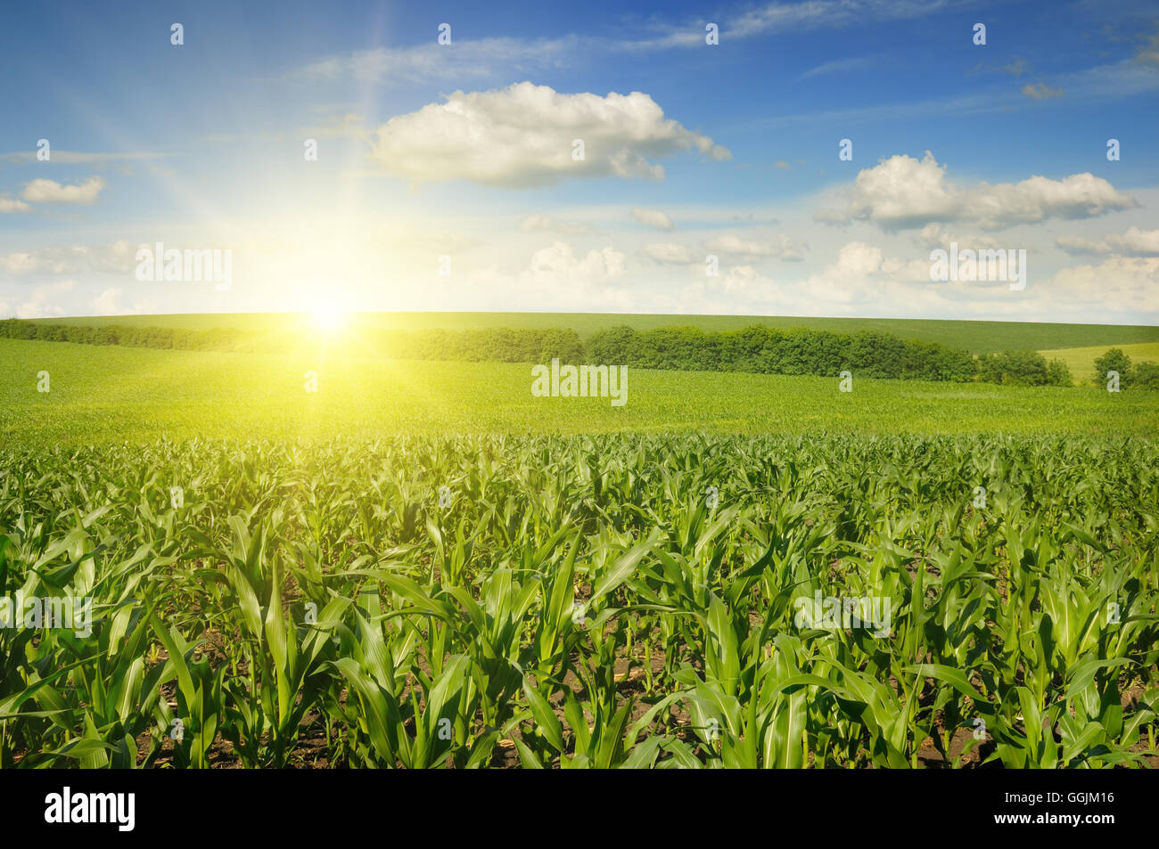 Beautiful sunset on corn field Stock Photo - Alamy