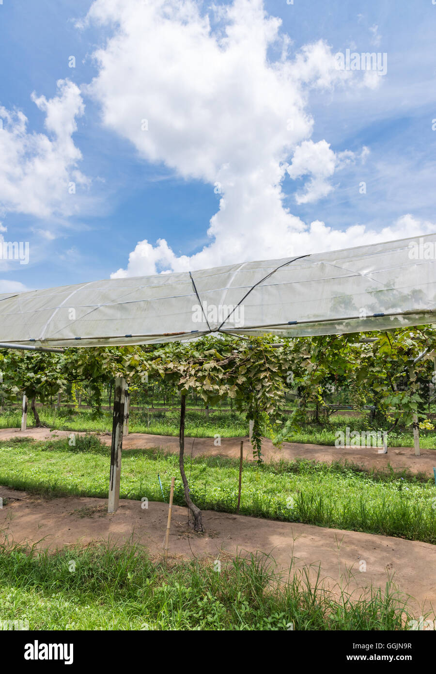 Grape Farm Stock Photos & Grape Farm Stock Images - Alamy