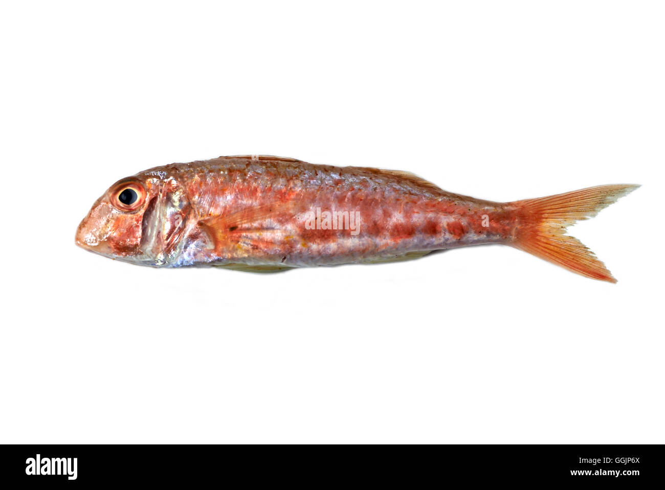 Fresh fish, mullet, isolated on white background Stock Photo - Alamy