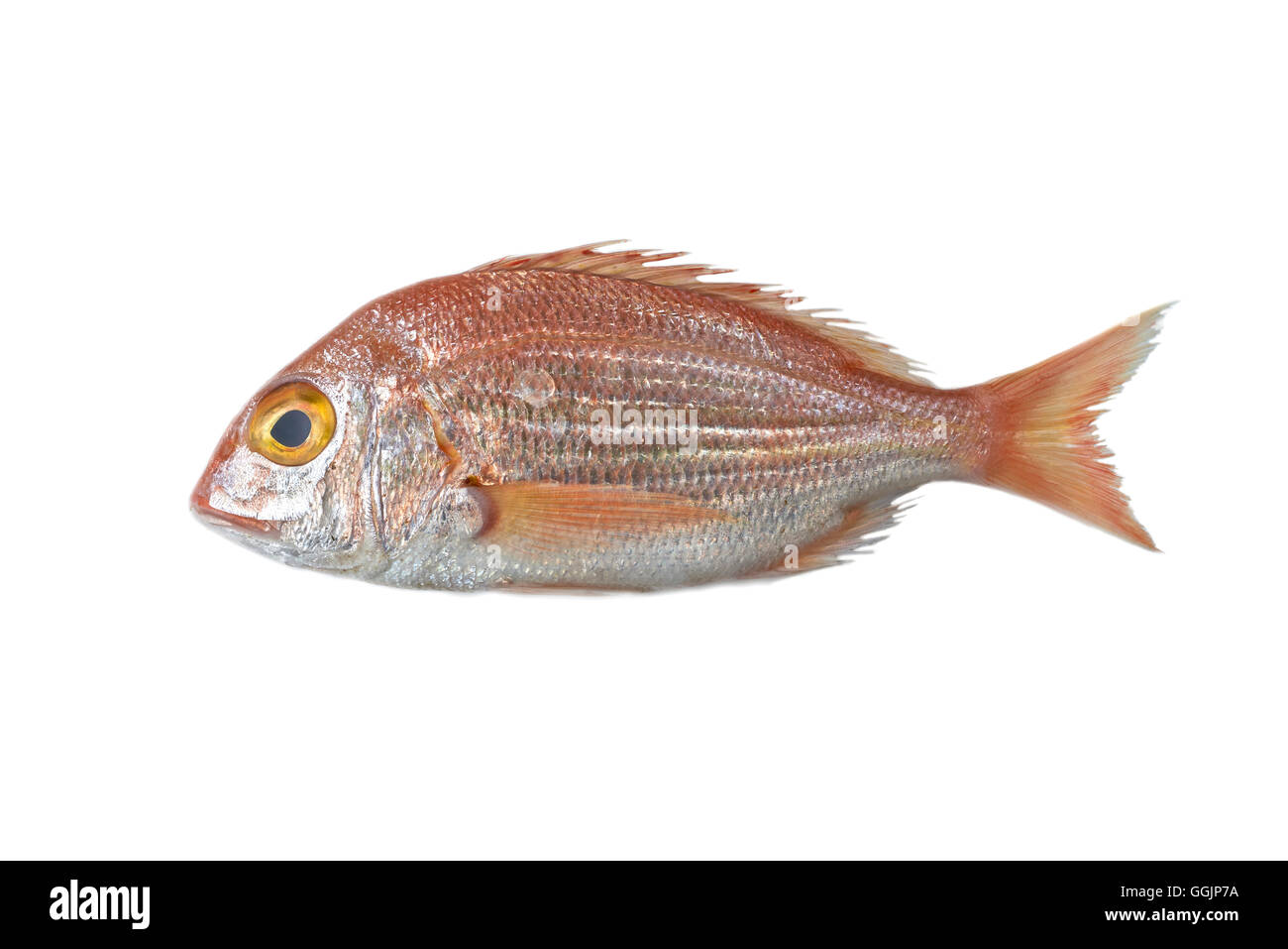 Fresh fish, red snapper isolated on a white background Stock Photo - Alamy