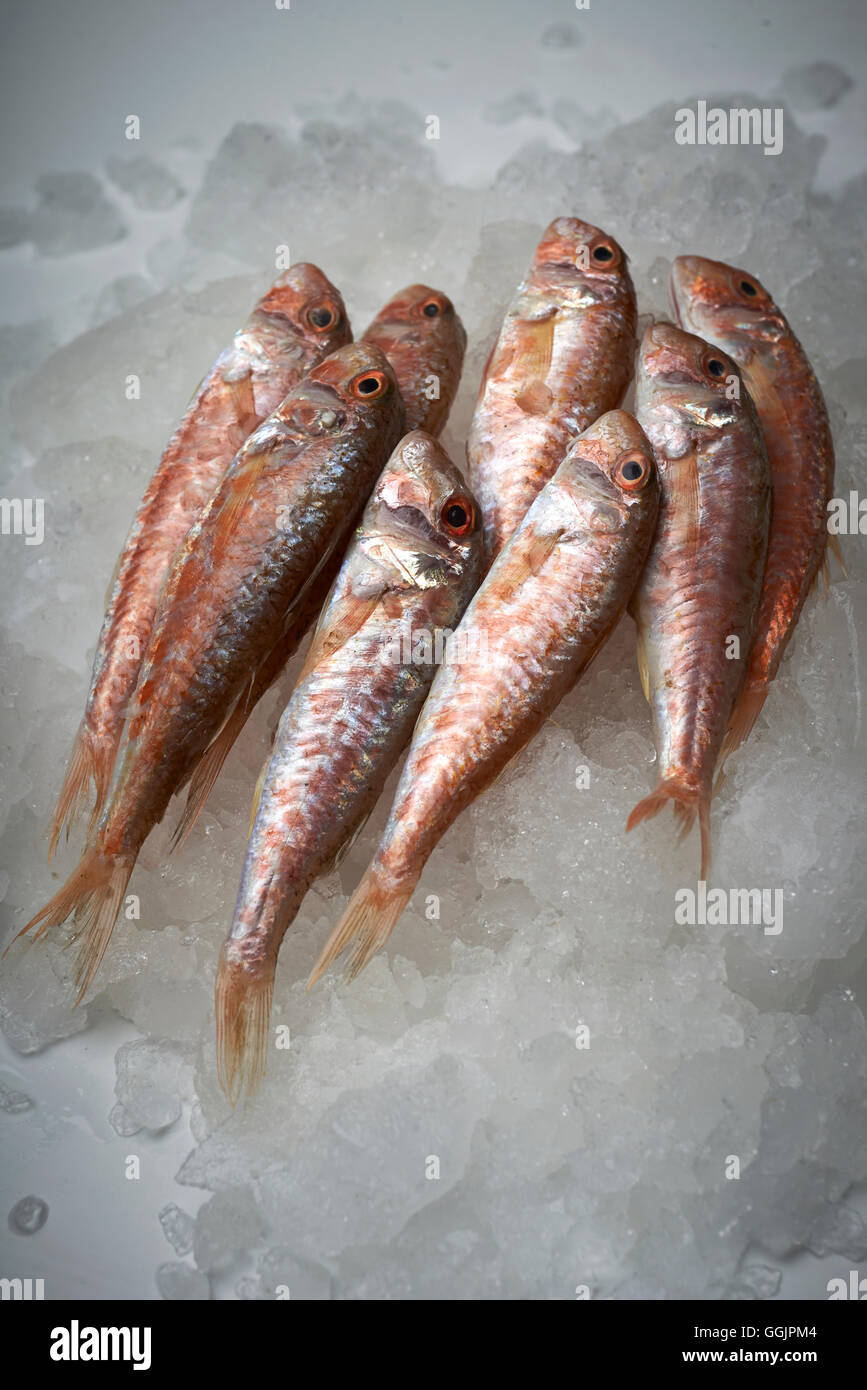 Mullet on white fish hi-res stock photography and images - Alamy