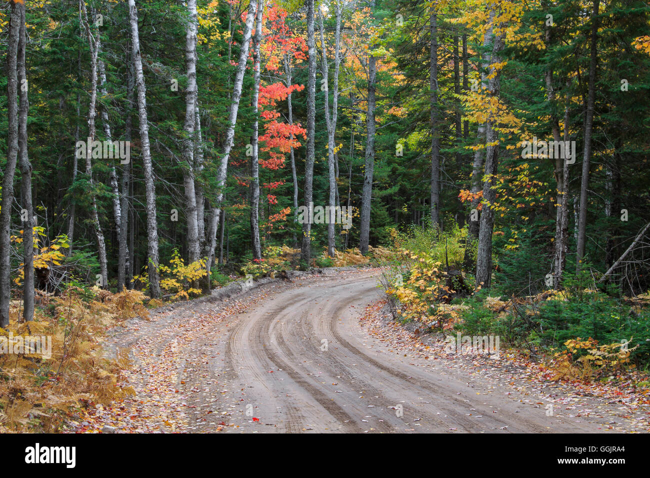 Colorful fall foliage along the dirt road leading to the Crisp Point ...