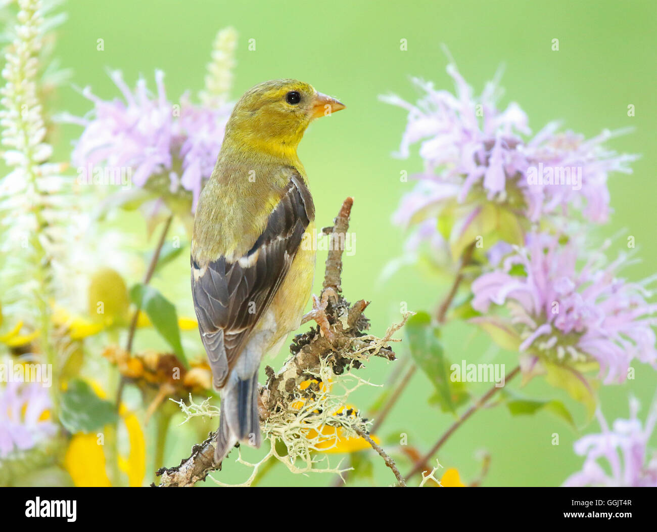Juvenile american goldfinch hi-res stock photography and images - Alamy