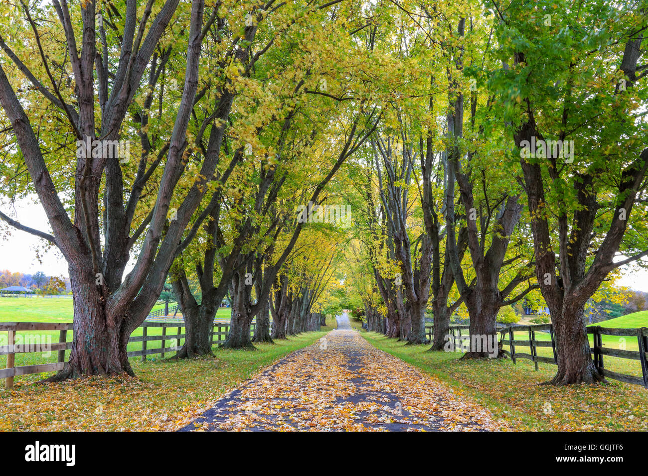 A beautiful tree lined country lane on an autumn morning, Southwestern ...