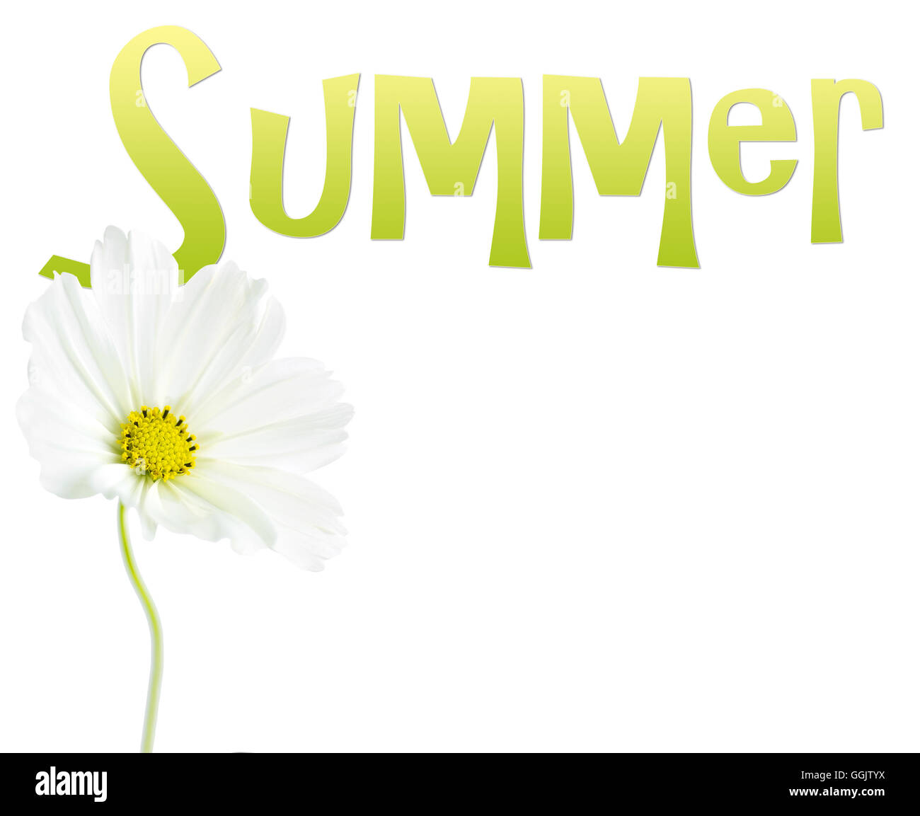 Season - Summer text with white cosmos flower and copy space Stock ...
