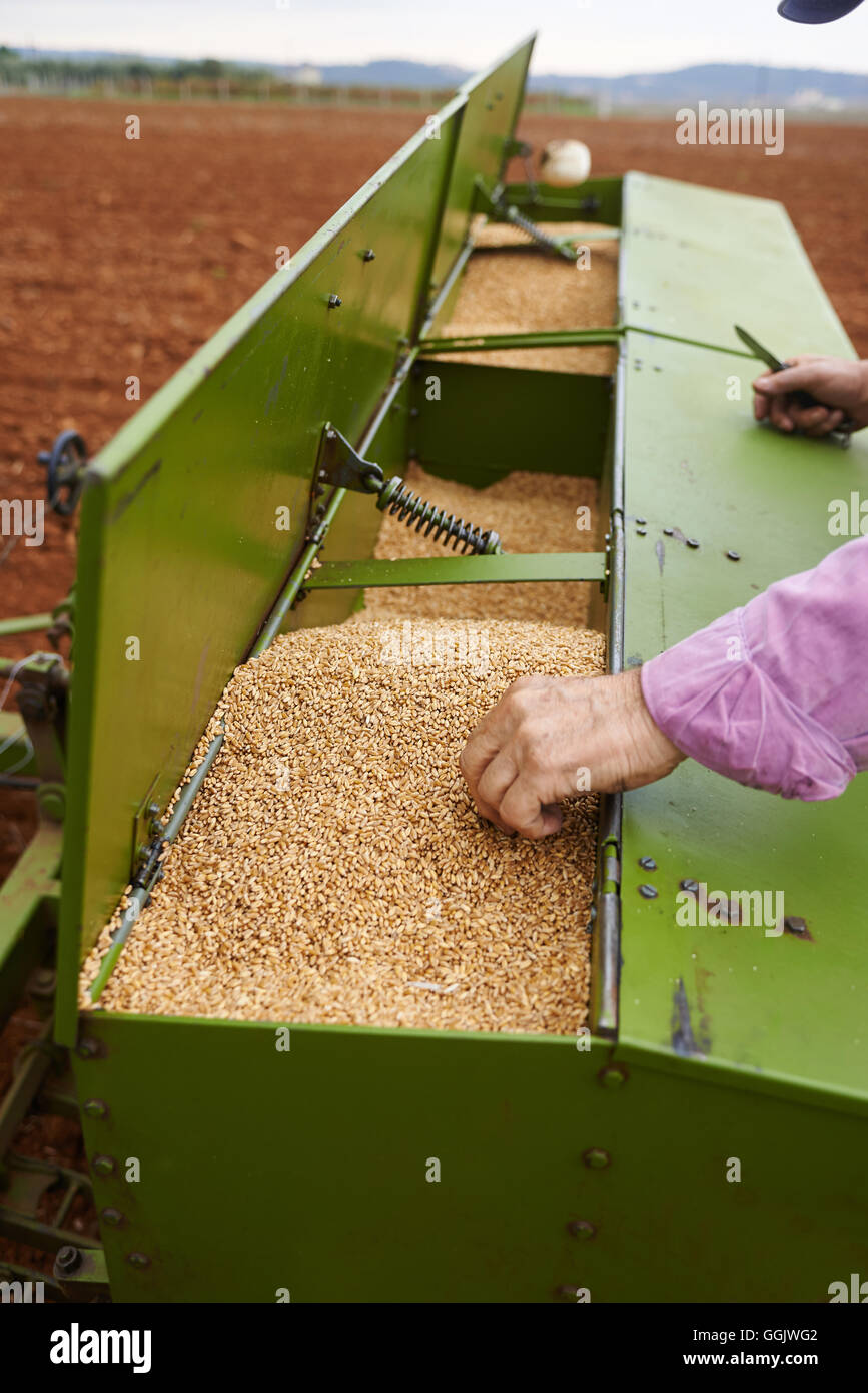 loading seeding machine with wheat seeds and fertilizer to cultivating ...