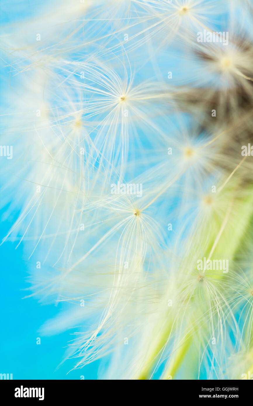 Macro of Goat's Beard seeds against bright blue background, with ...