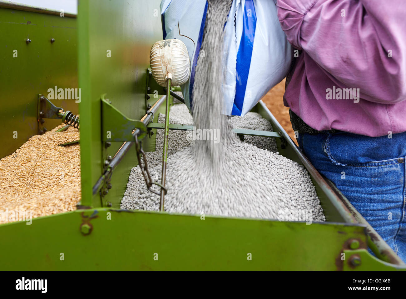 loading seeding machine with wheat seeds and fertilizer to cultivating ...