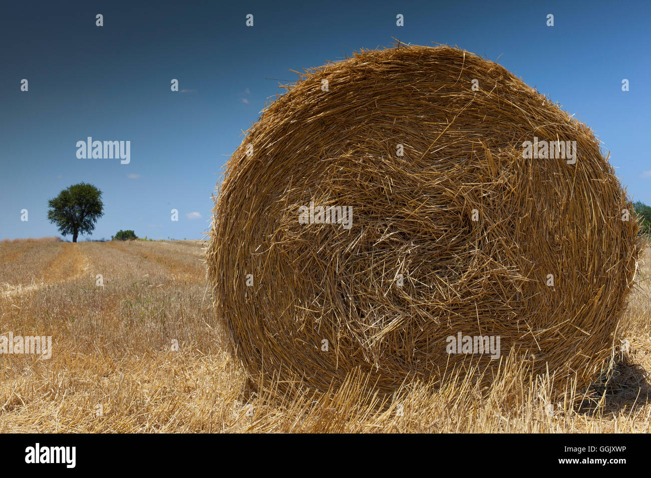 straw bale on a harvested wheat field at Greece on a sunny day Stock ...