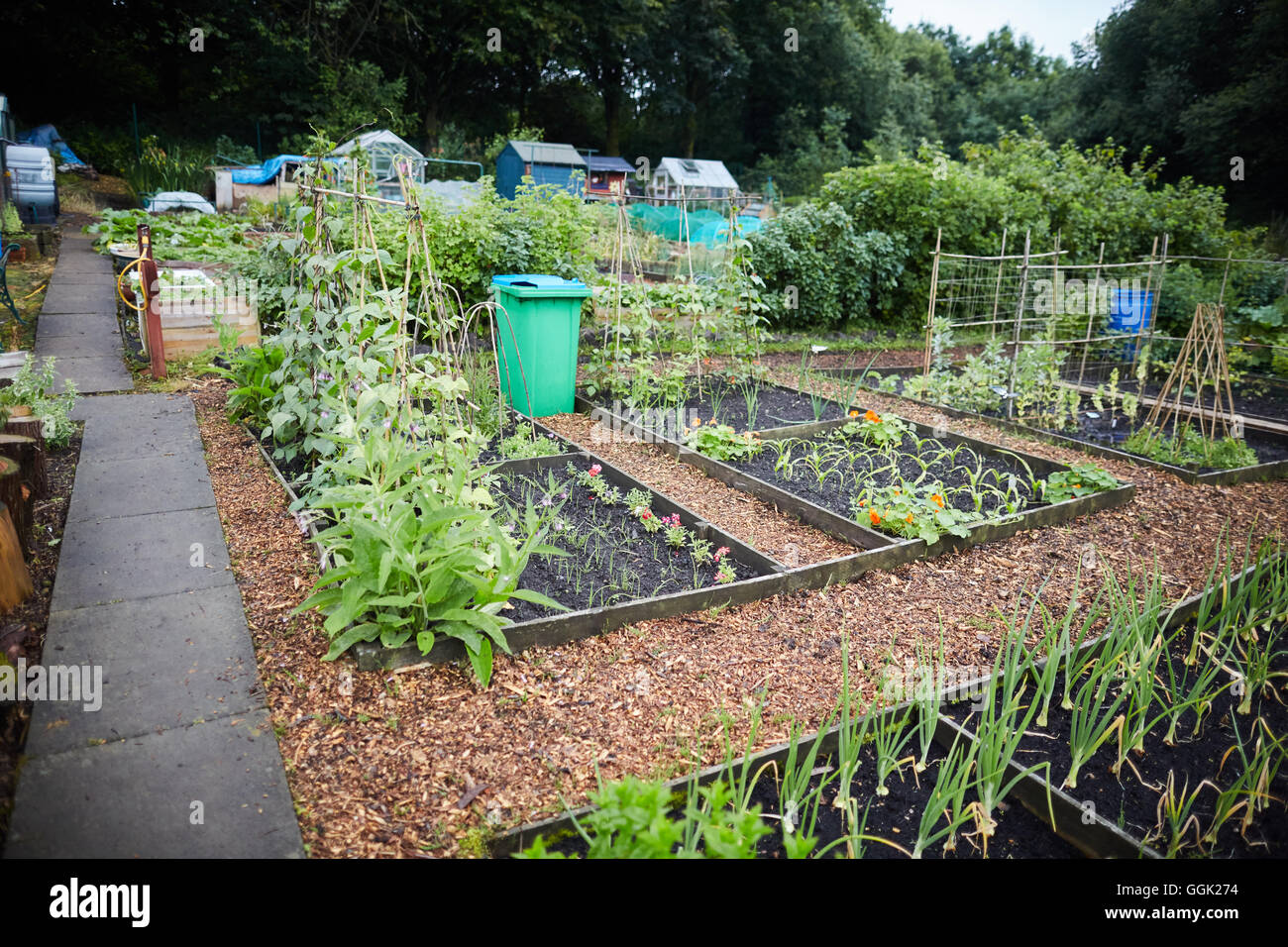 Allotment plots in Rochdale Manchester England UK growing vegetables on ...